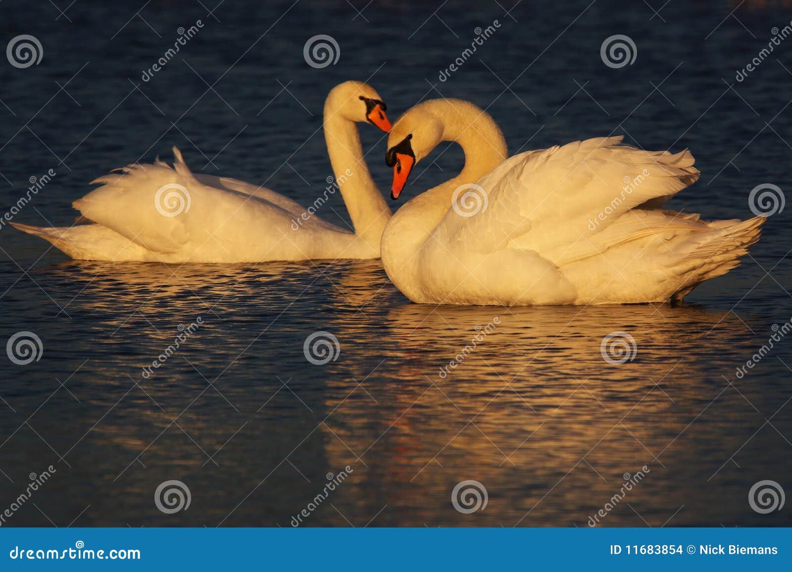 Two swans close together stock photo. Image of love, swans - 11683854