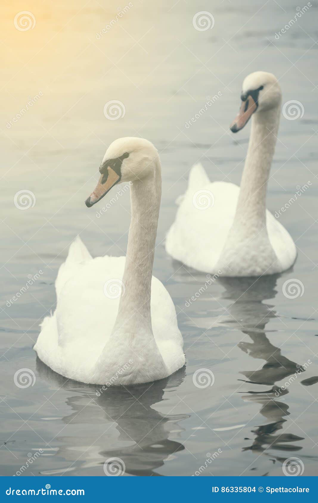 Two swans 2 stock photo. Image of wild, grace, swimming - 86335804
