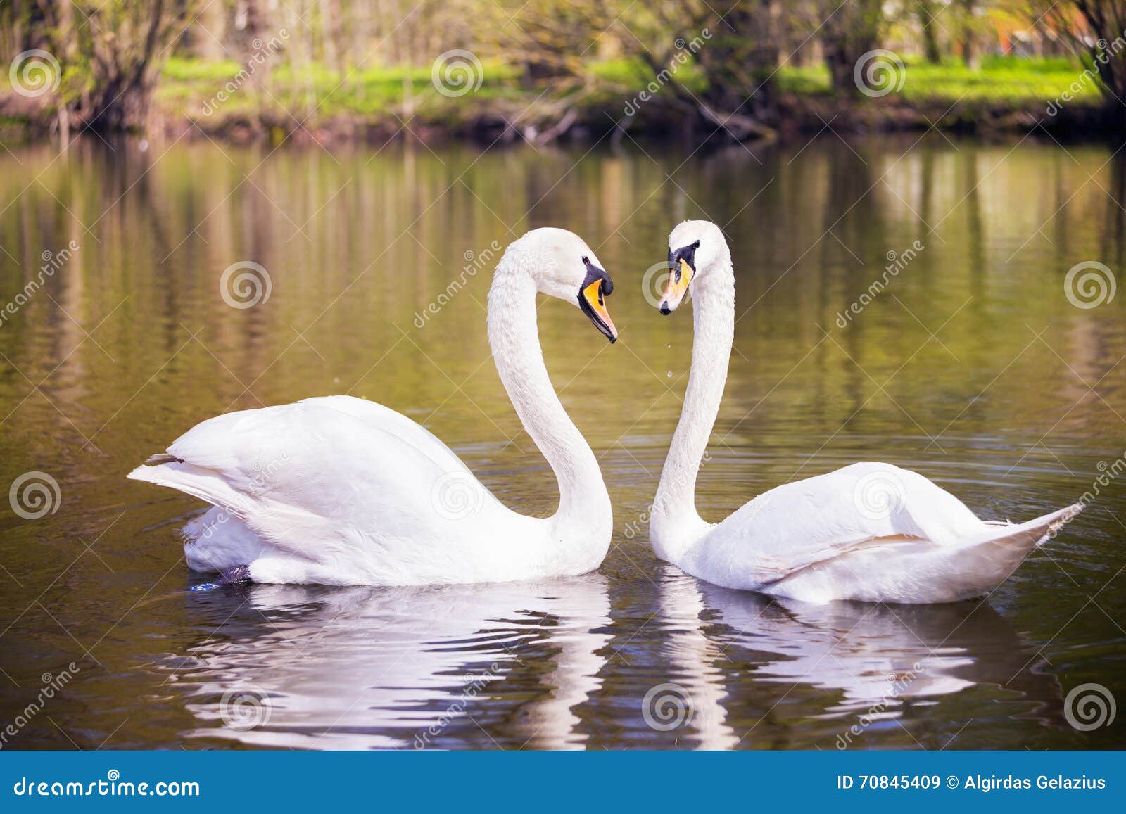 Two swans stock image. Image of elegance, grace, outdoor - 70845409