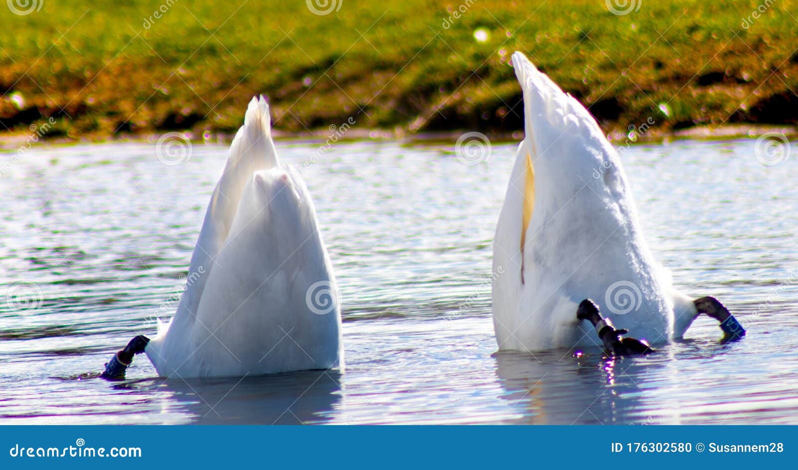 Two Swans Diving in the Lake Stock Photo - Image of diving, bird: 176302580
