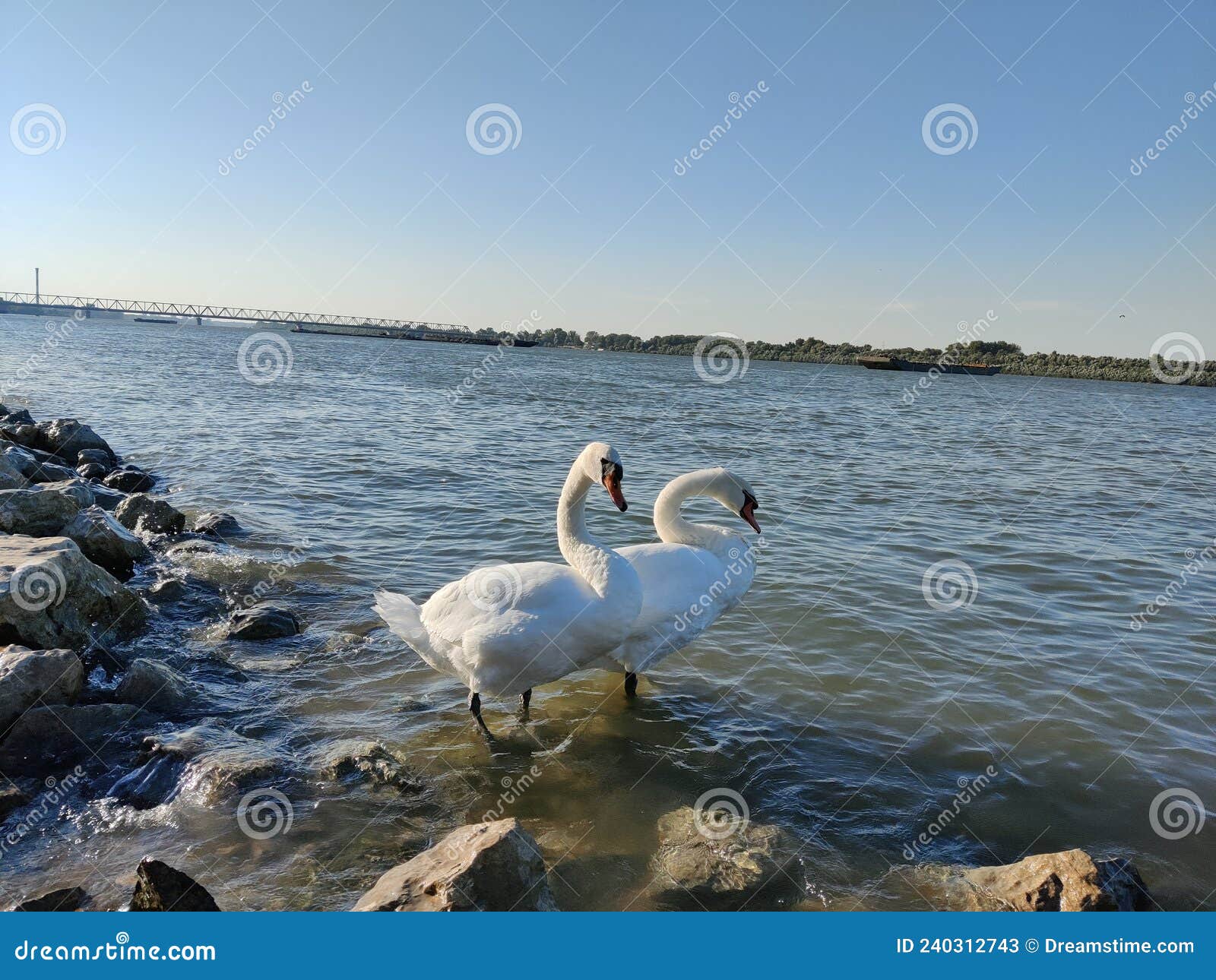 Two swans on the Dunav stock image. Image of shore, lake - 240312743
