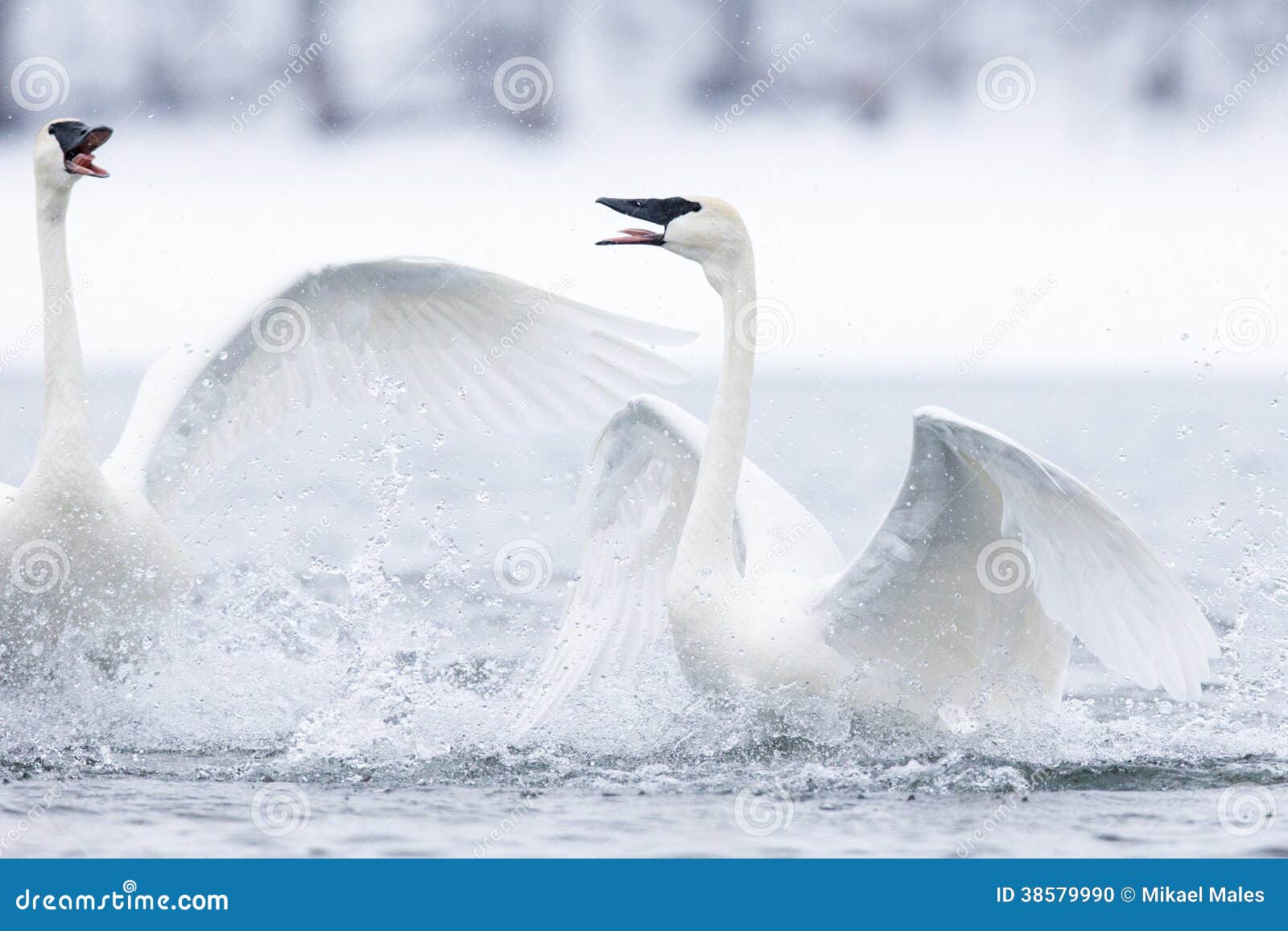 Two Swans Fighting Over Female Stock Photo - Image of swan, pets: 38579990