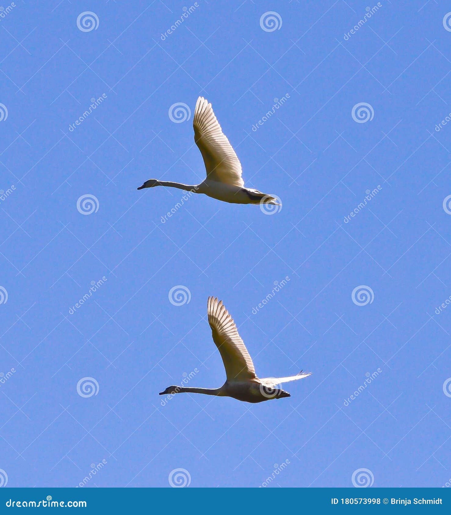 Two Swans Flying in Front of Blue Sky in Beautiful Formation Stock ...