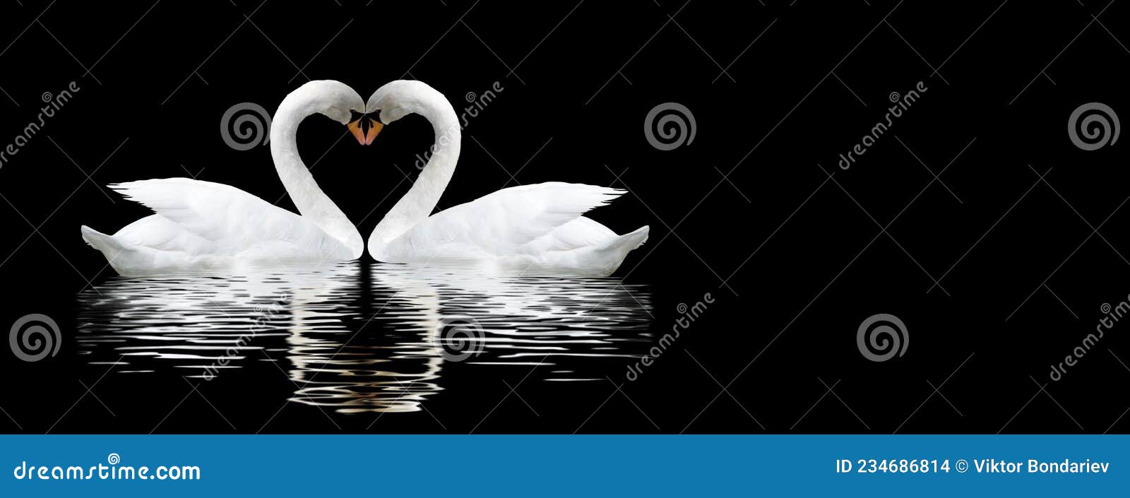 Two Swans Form a Heart Shape with Their Necks Stock Photo - Image of ...