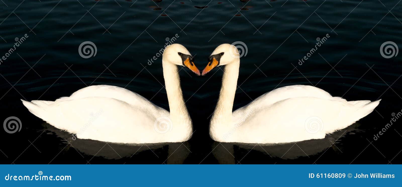 Two Swans Form a Symmetrical Pattern As they Swim and Glide on the ...