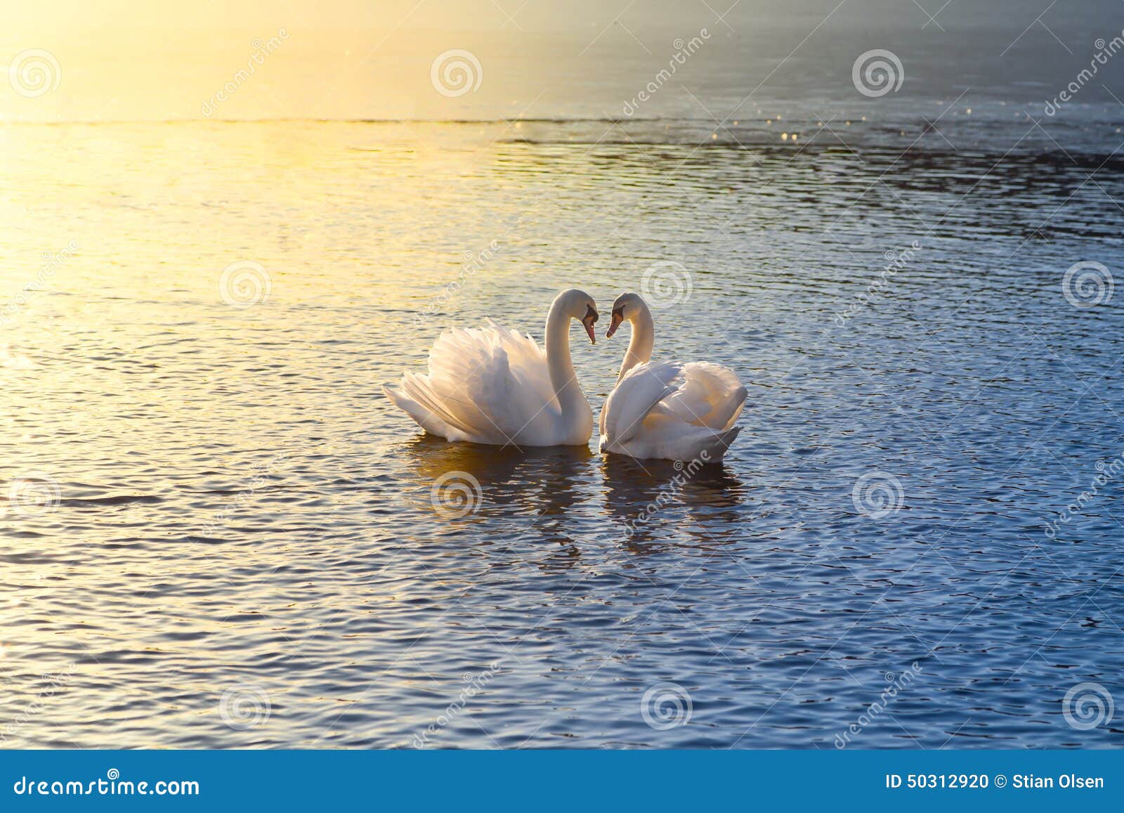 Two swans forming a heart stock photo. Image of light - 50312920