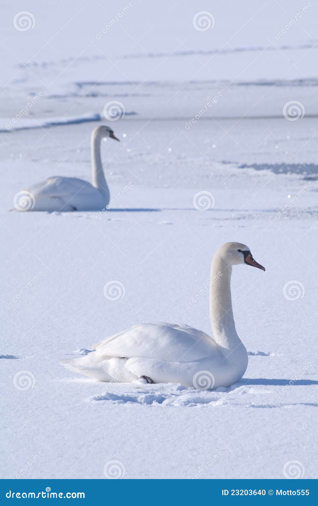 Two swans on a frozen lake stock photo. Image of feathered - 23203640