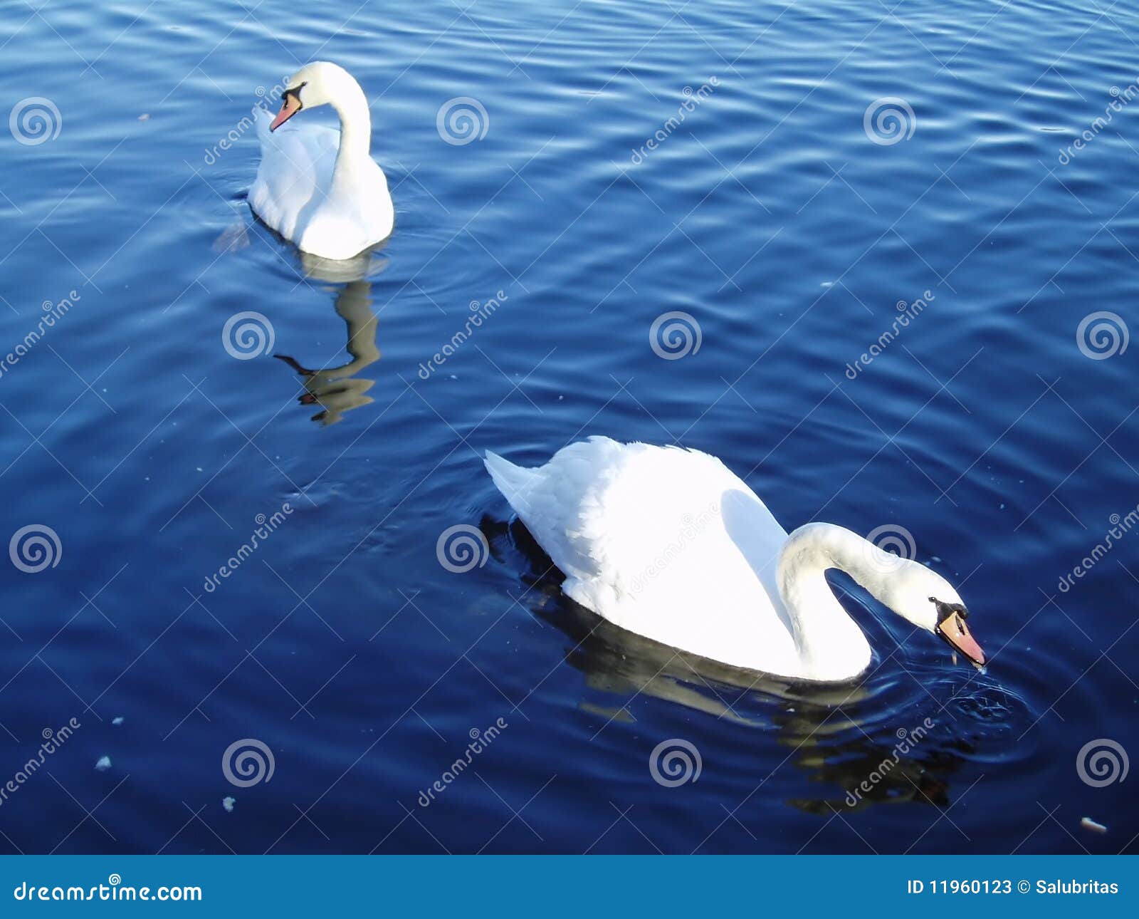 Two swans on lake stock image. Image of swan, ripples - 11960123