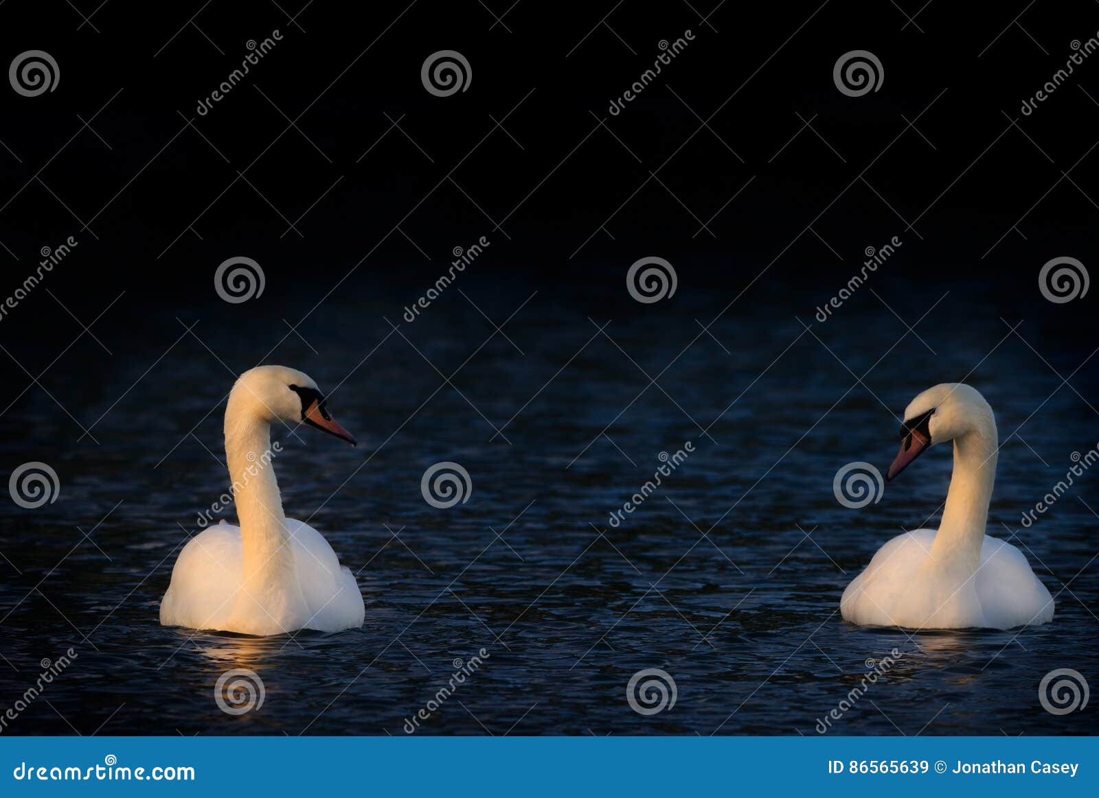 Two Swans Looking at Each Other Stock Image - Image of mute, side: 86565639
