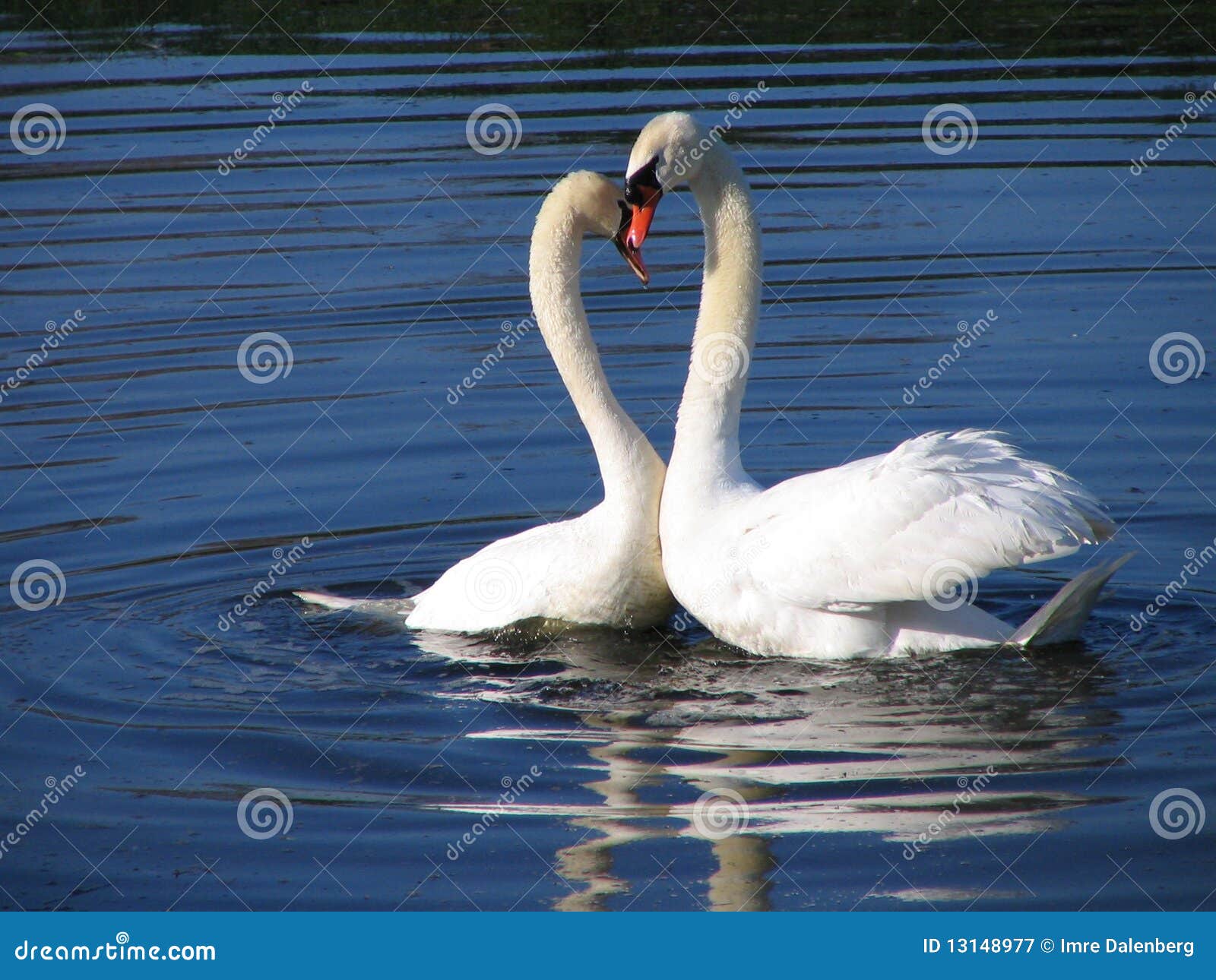 Two swans in love stock image. Image of mirror, swan - 13148977