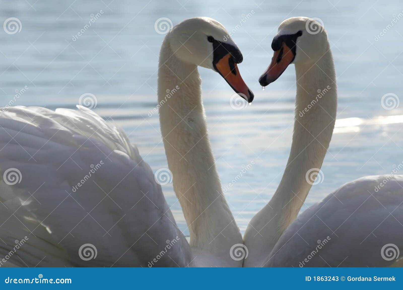 Two swans in love stock image. Image of beauty, biohazard - 1863243