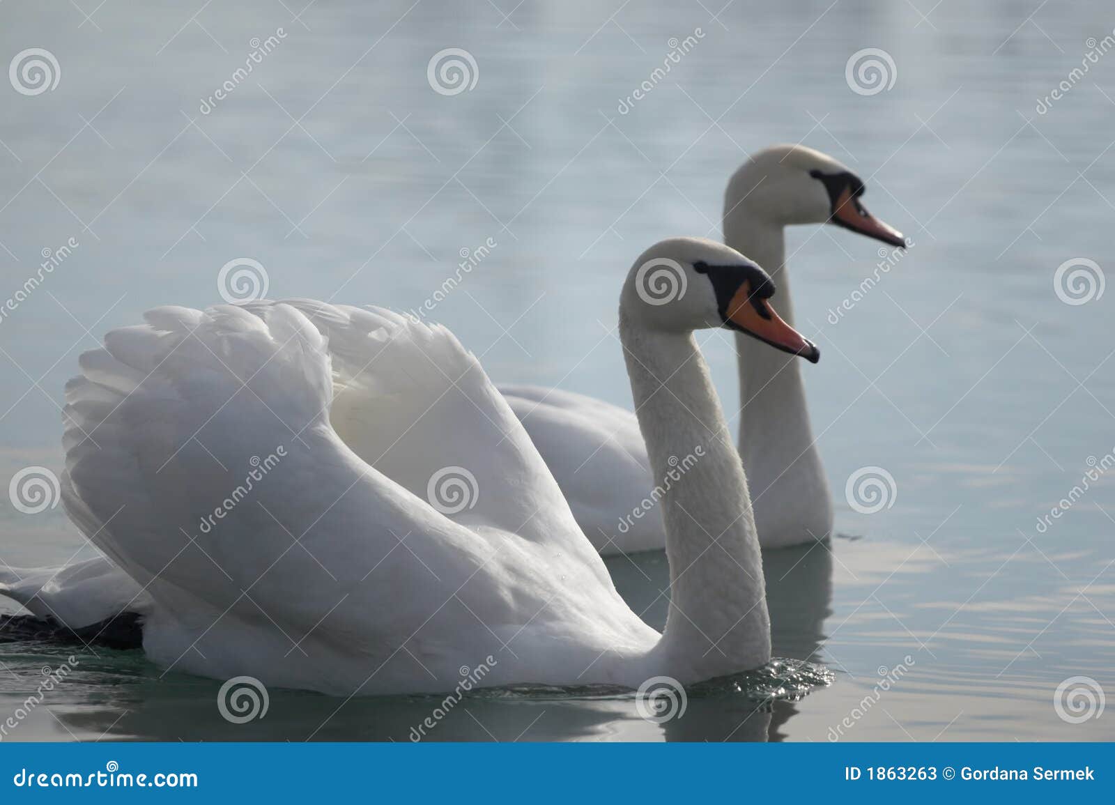 Two swans in love stock image. Image of infection, hazard - 1863263