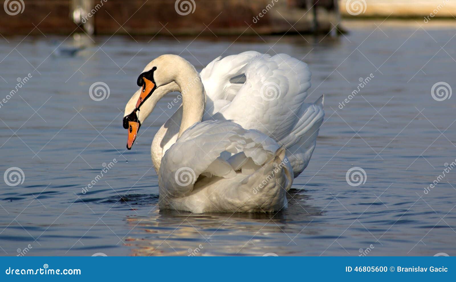 Two Swans in Love Looking at Camera Stock Photo - Image of looking ...