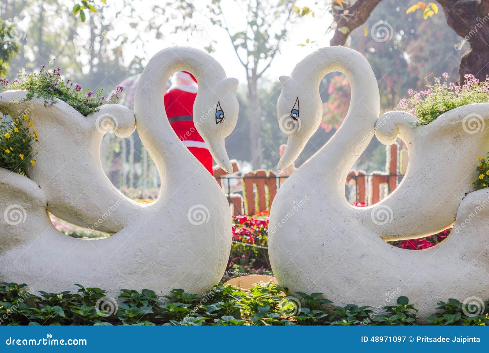 Two swans in love stock image. Image of outdoors, beauty - 48971097