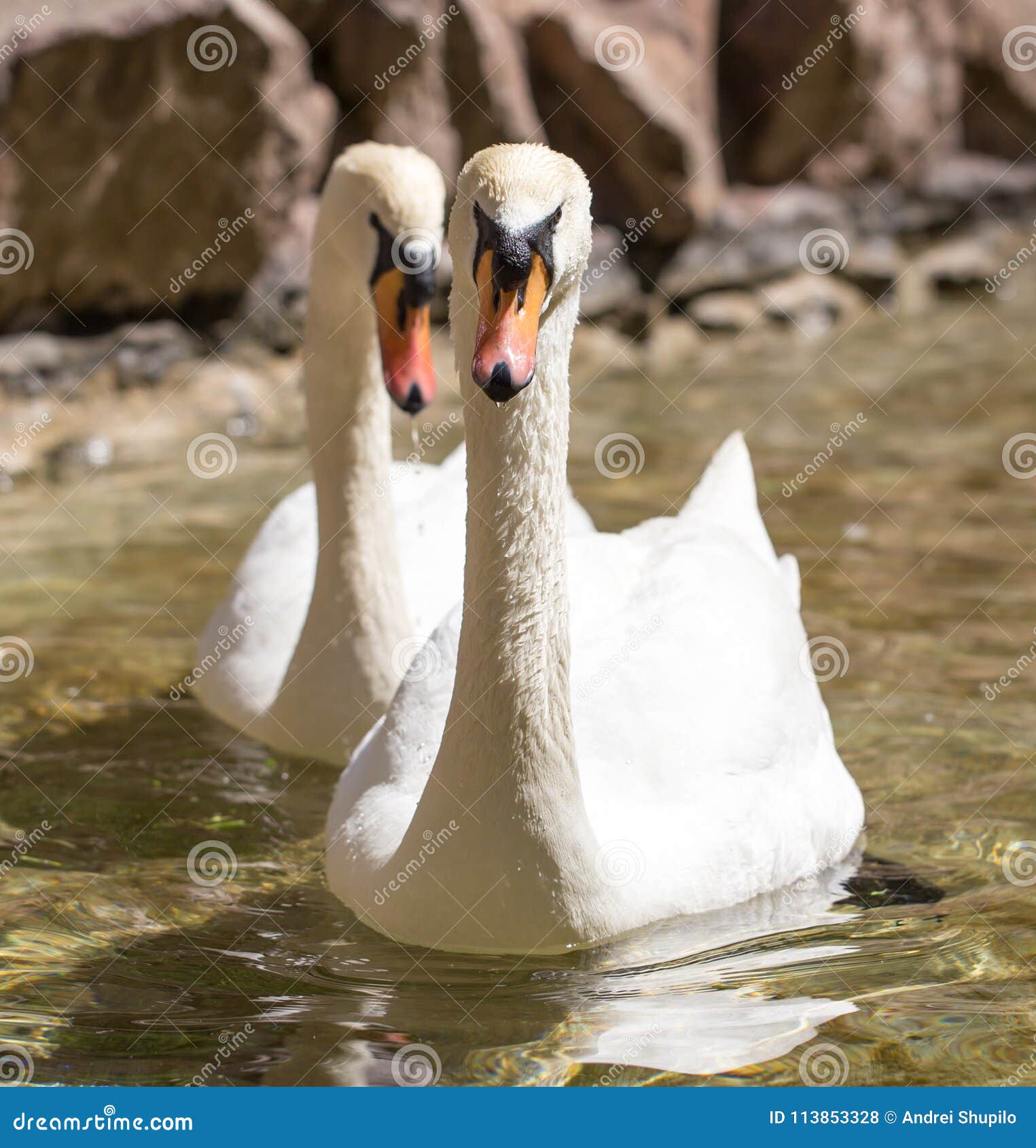 Two Swans in Love Swim in the Lake Stock Photo - Image of animal, lake ...