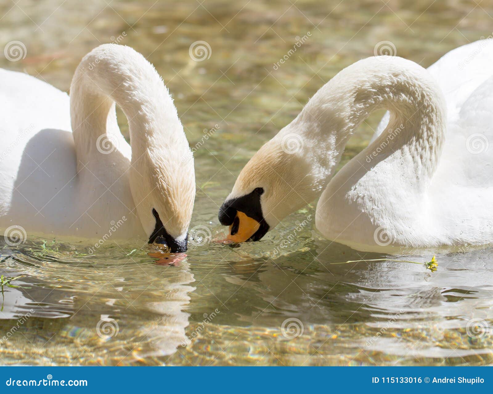 Two Swans in Love Swim in the Lake Stock Photo - Image of romance ...