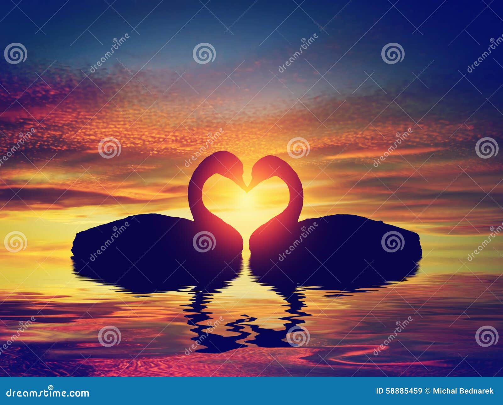 Swans, Swan, Lakes, Rivers, Pond, Fish, Bird Migrations, Bird Feeding ...