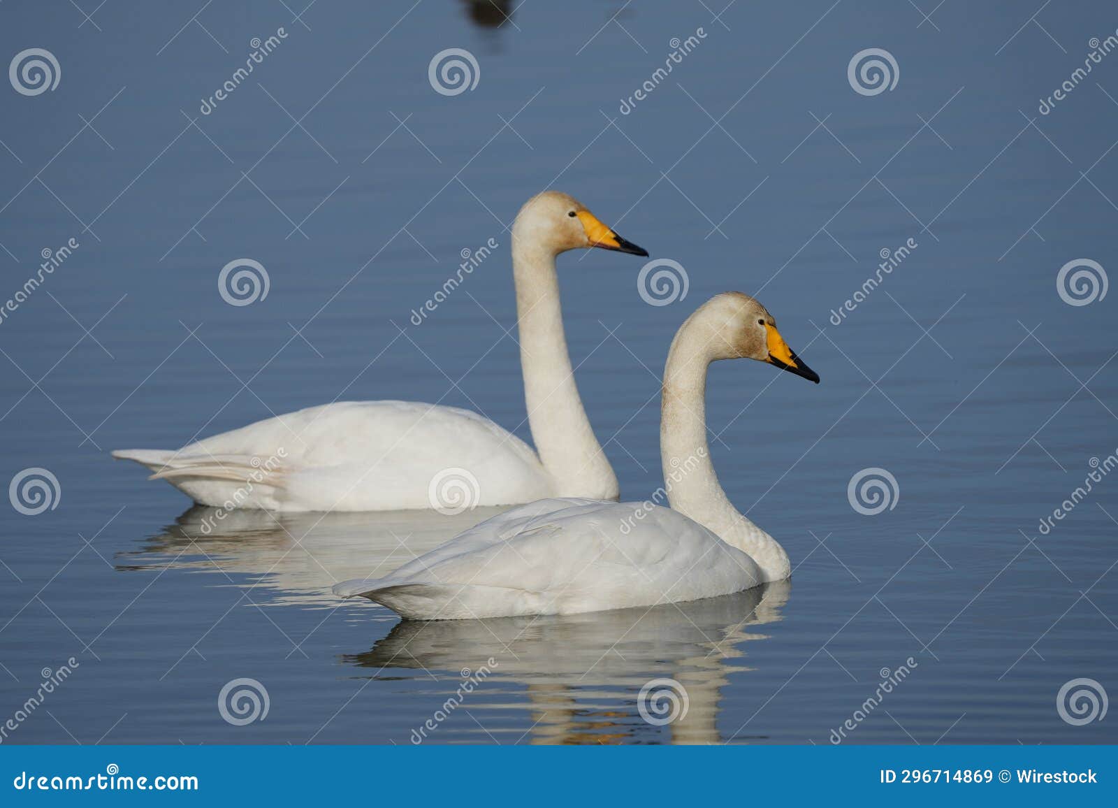 Two Swans Peacefully Gliding Across a Body of Water. Stock Image - Image of wings, water: 296714869
