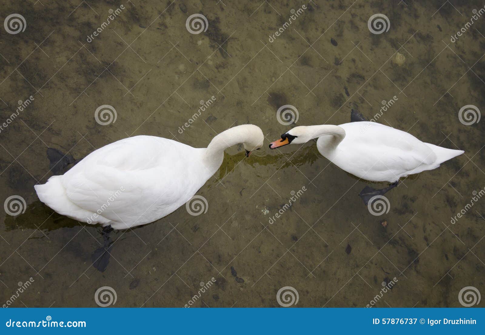 Two Swans stock image. Image of playing, animal, swans - 57876737