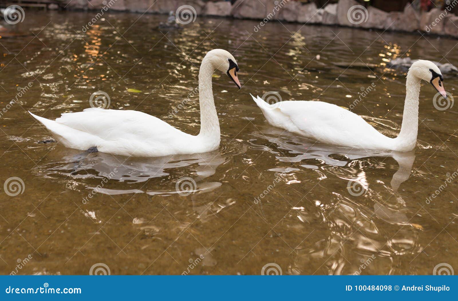 Two swans on the pond stock photo. Image of love, river - 100484098
