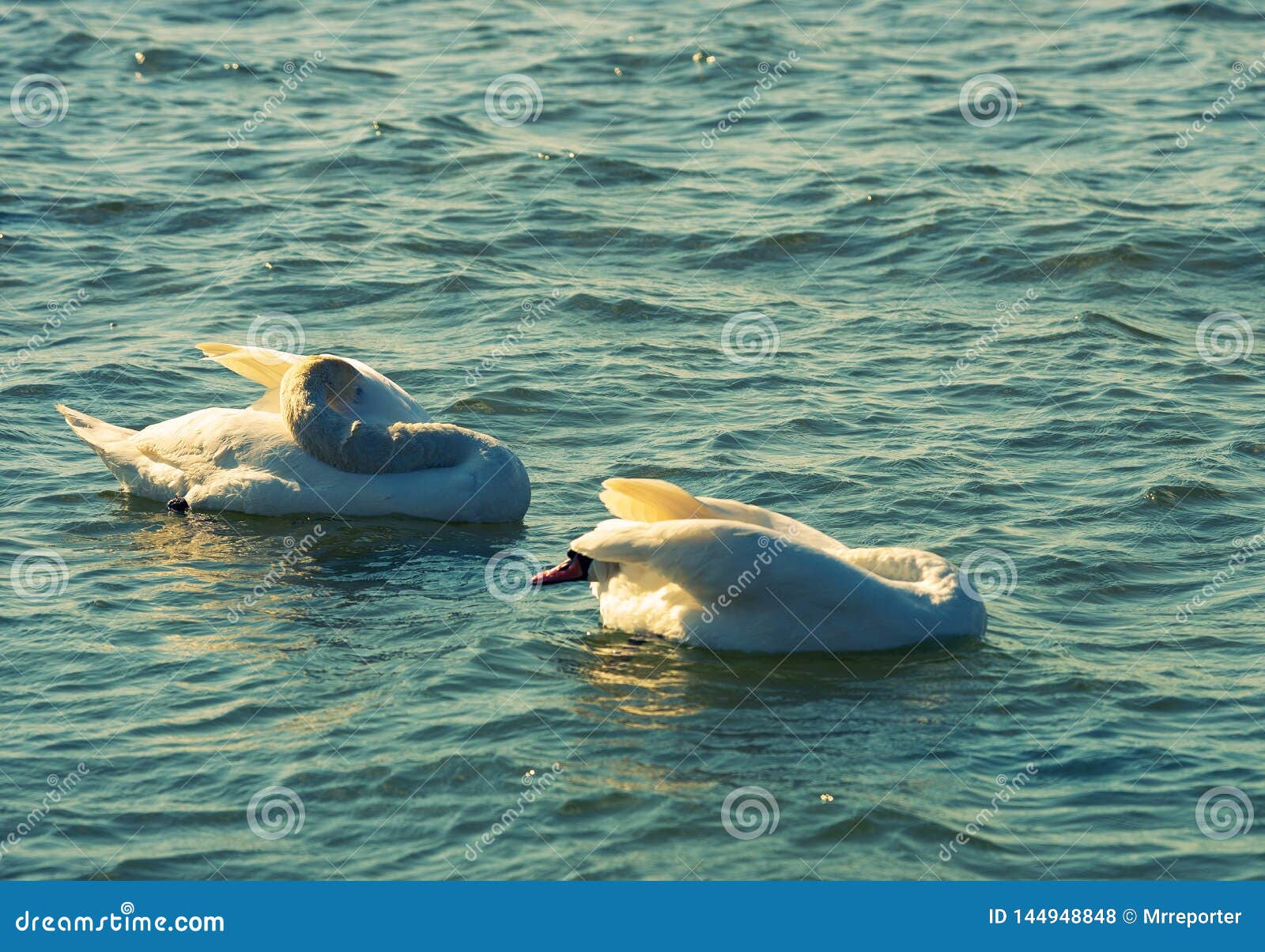 Swans stock photo. Image of waterbirds, preen, love - 144948848
