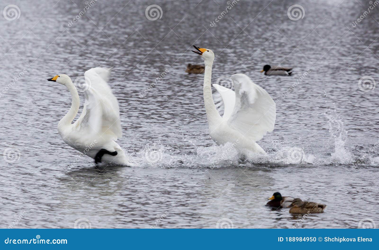 Two Swans are Preparing for Fight Stock Photo - Image of cool, fight ...