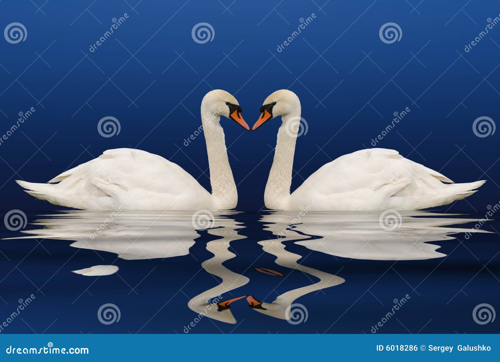 Two swans with reflection stock photo. Image of lovely - 6018286