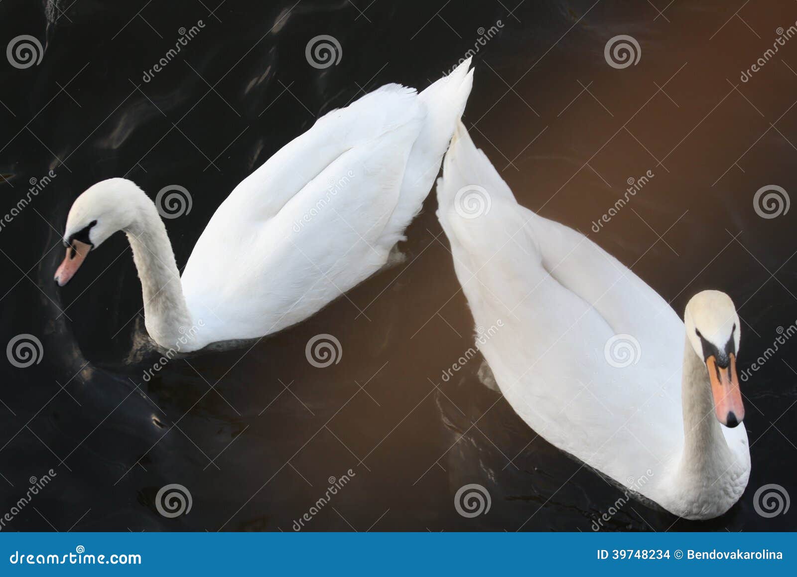 Two swans stock photo. Image of summer, white, water - 39748234