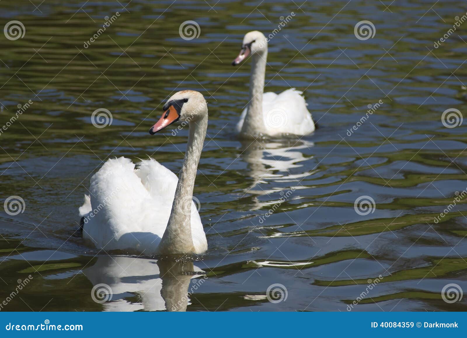 Two swans on river or lake stock image. Image of cute - 40084359