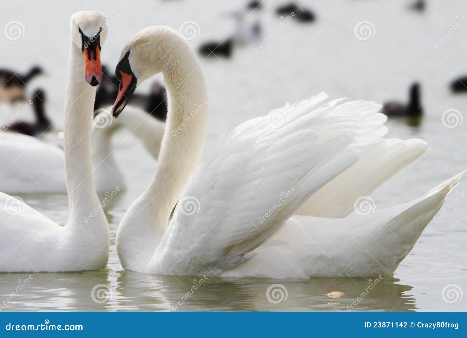 Two swans in sea stock photo. Image of serene, reflection - 23871142