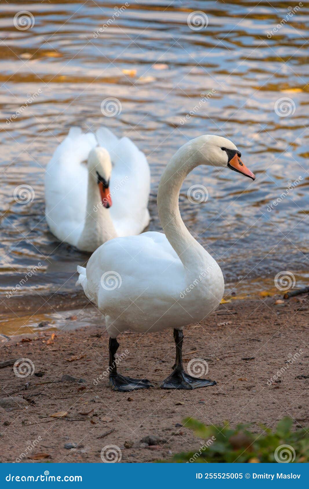 Two swans on the shore stock image. Image of autumn - 255525005