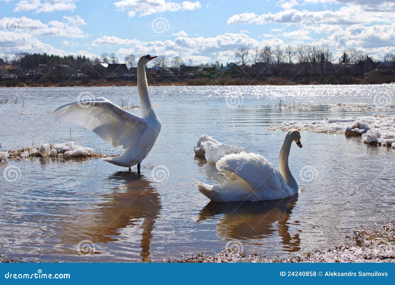 Two swans in spring stock photo. Image of nature, snow - 24240858