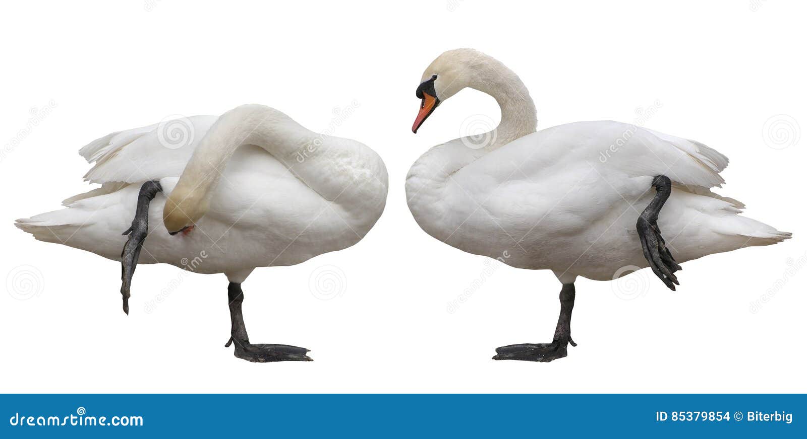 Two Swans Standing on One Leg Stock Photo - Image of bird, swan: 85379854