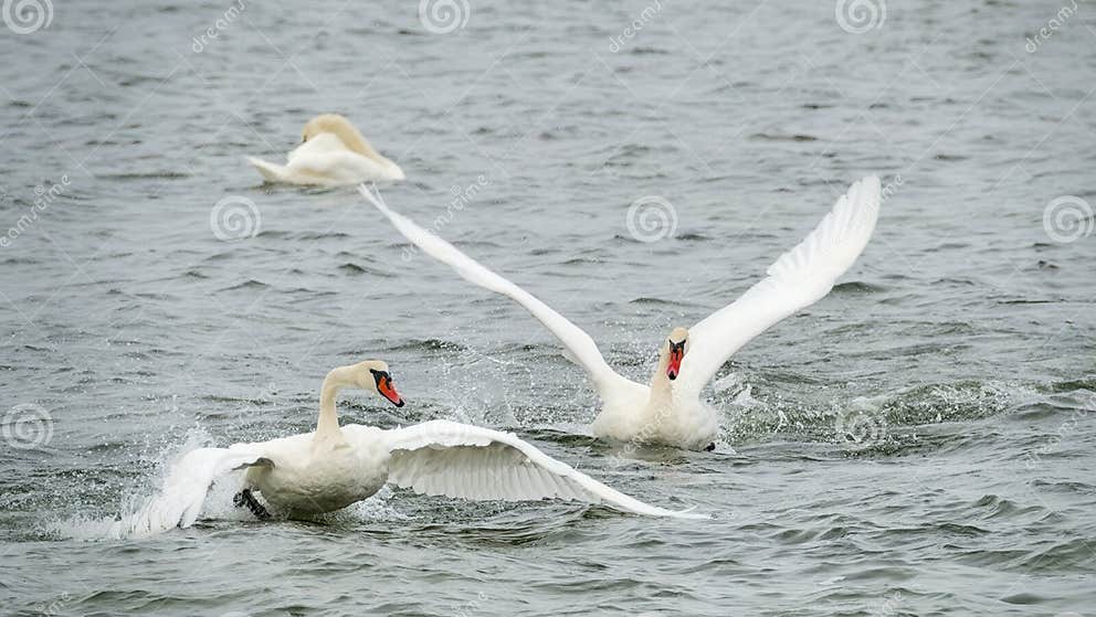 Two Swans are Struggling and Fighting at the Water with Spreaded Wings ...