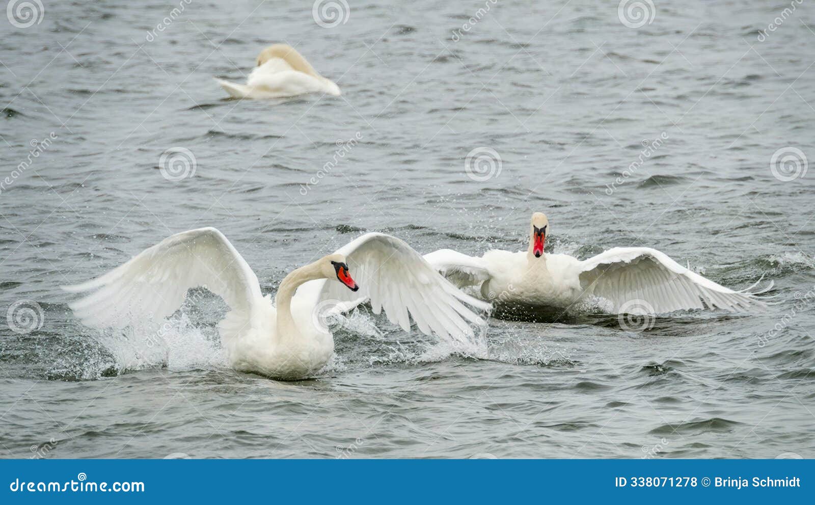 Two Swans are Struggling and Fighting at the Water with Spreaded Wings ...