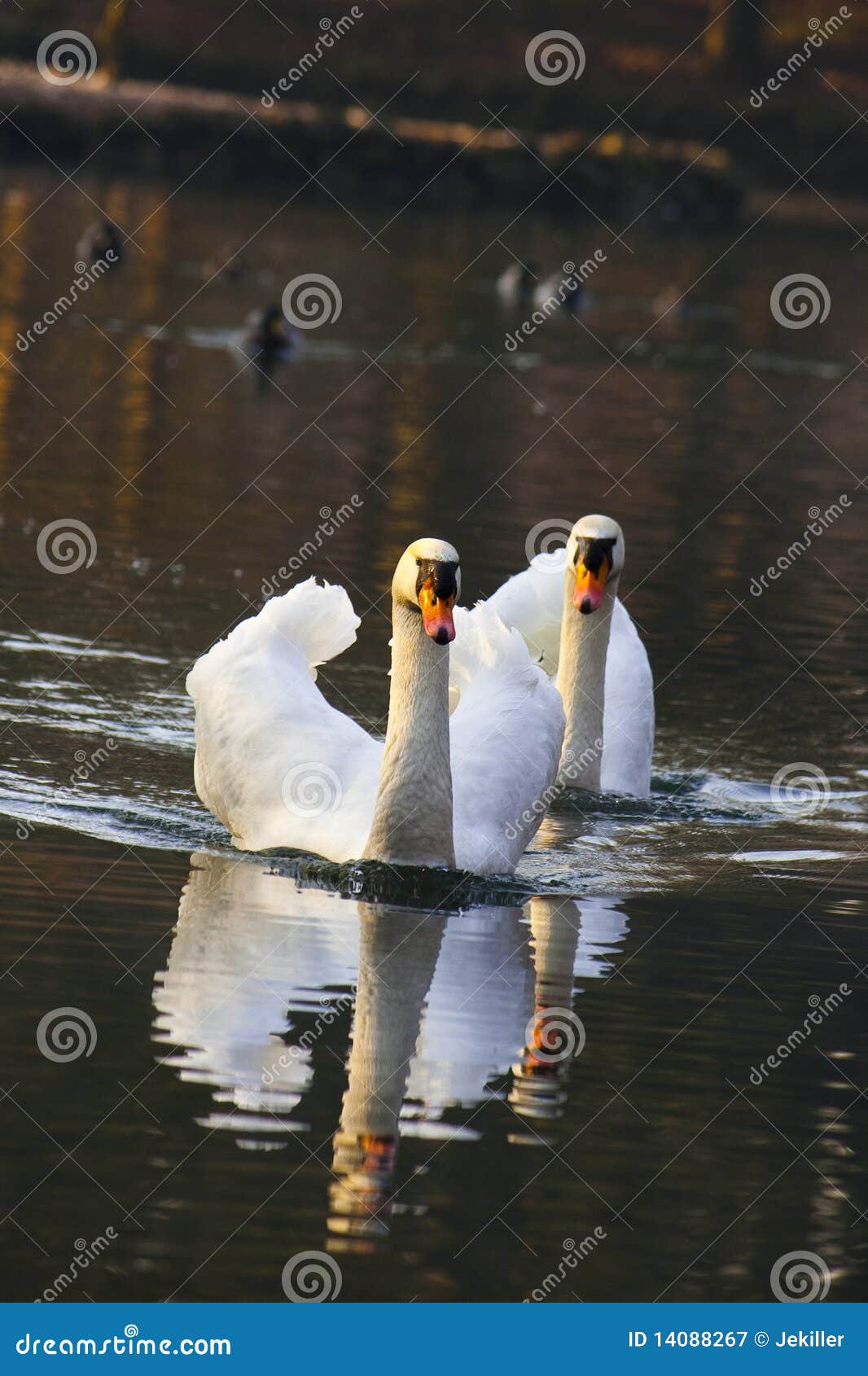 Two swans on sunset stock image. Image of gloomy, rays - 14088267