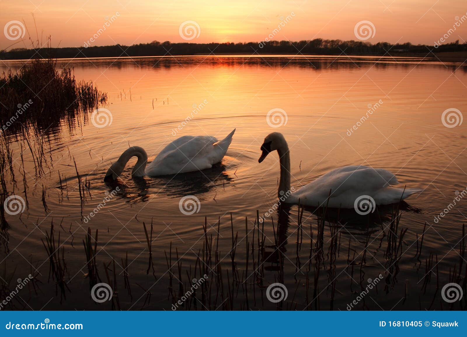 Two Swans at Sunset on a Calm Lake Stock Image - Image of bird, profile ...