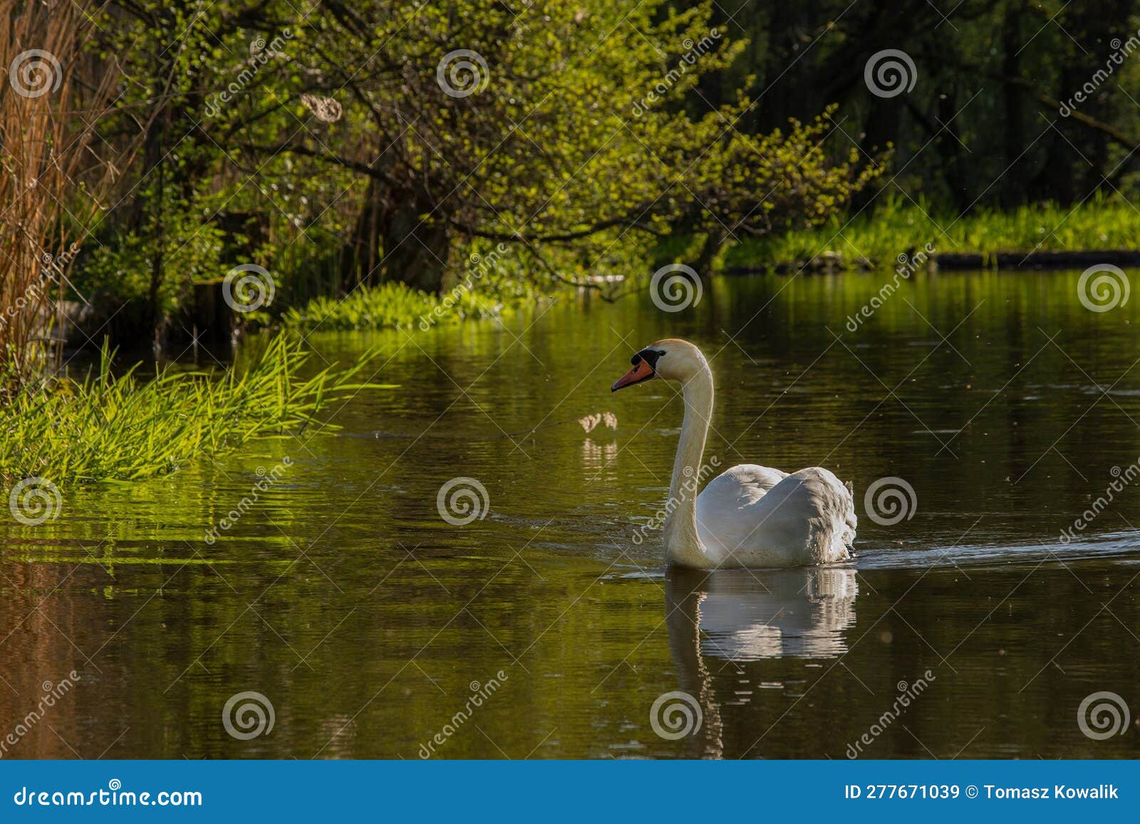 Two Swans Swim Down a Pond. Sunrise Stock Image - Image of pond, bird ...