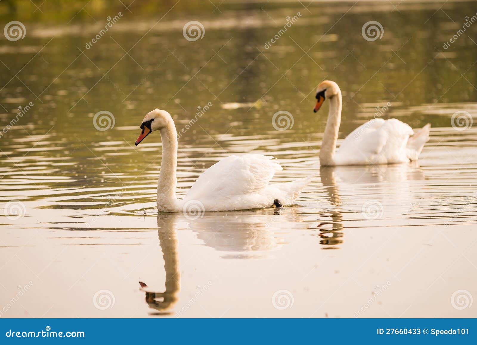 Two swans swimming stock image. Image of environmentalism - 27660433