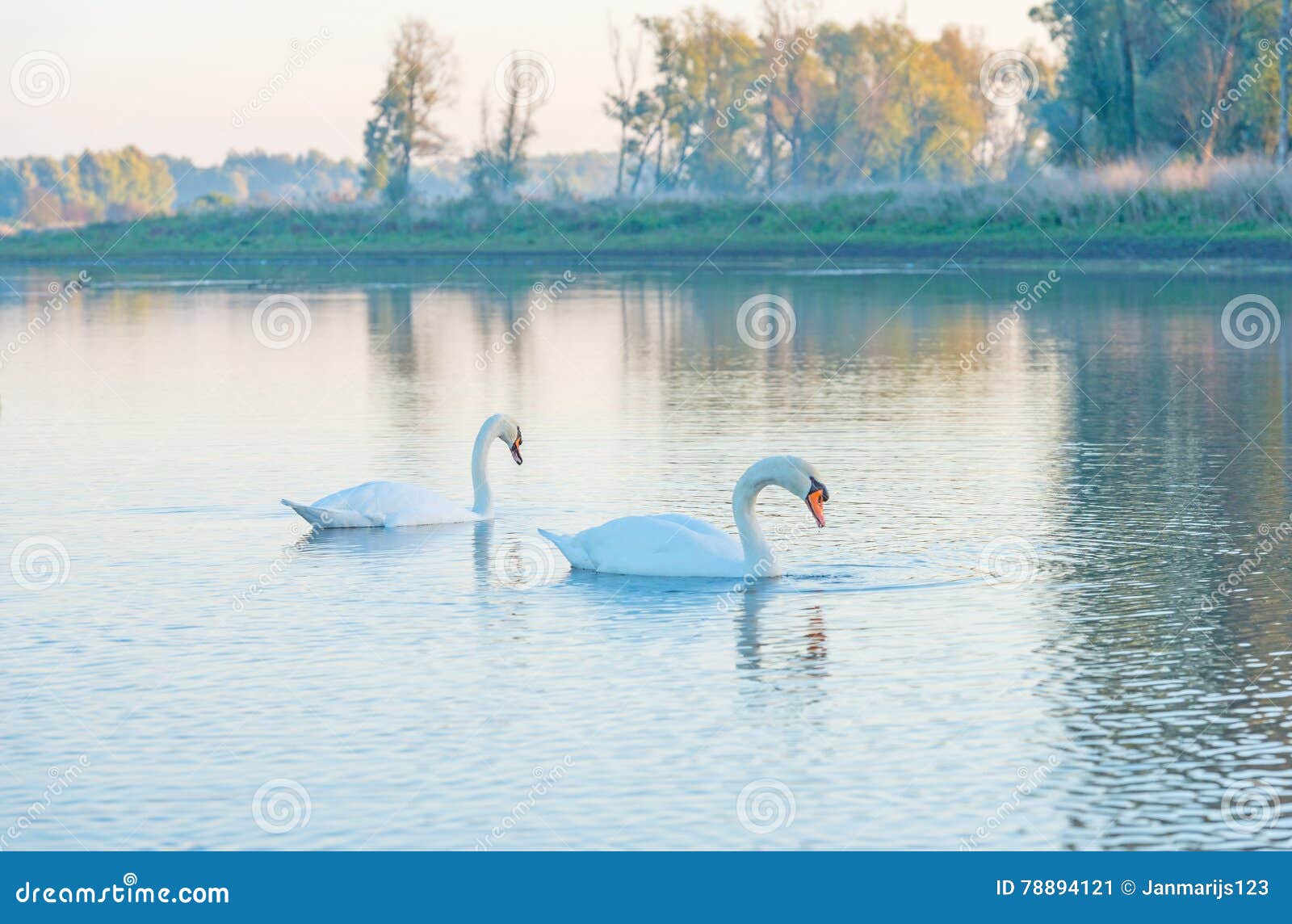 Two Swans Swimming in a Lake at Dawn Stock Image - Image of field, fall ...