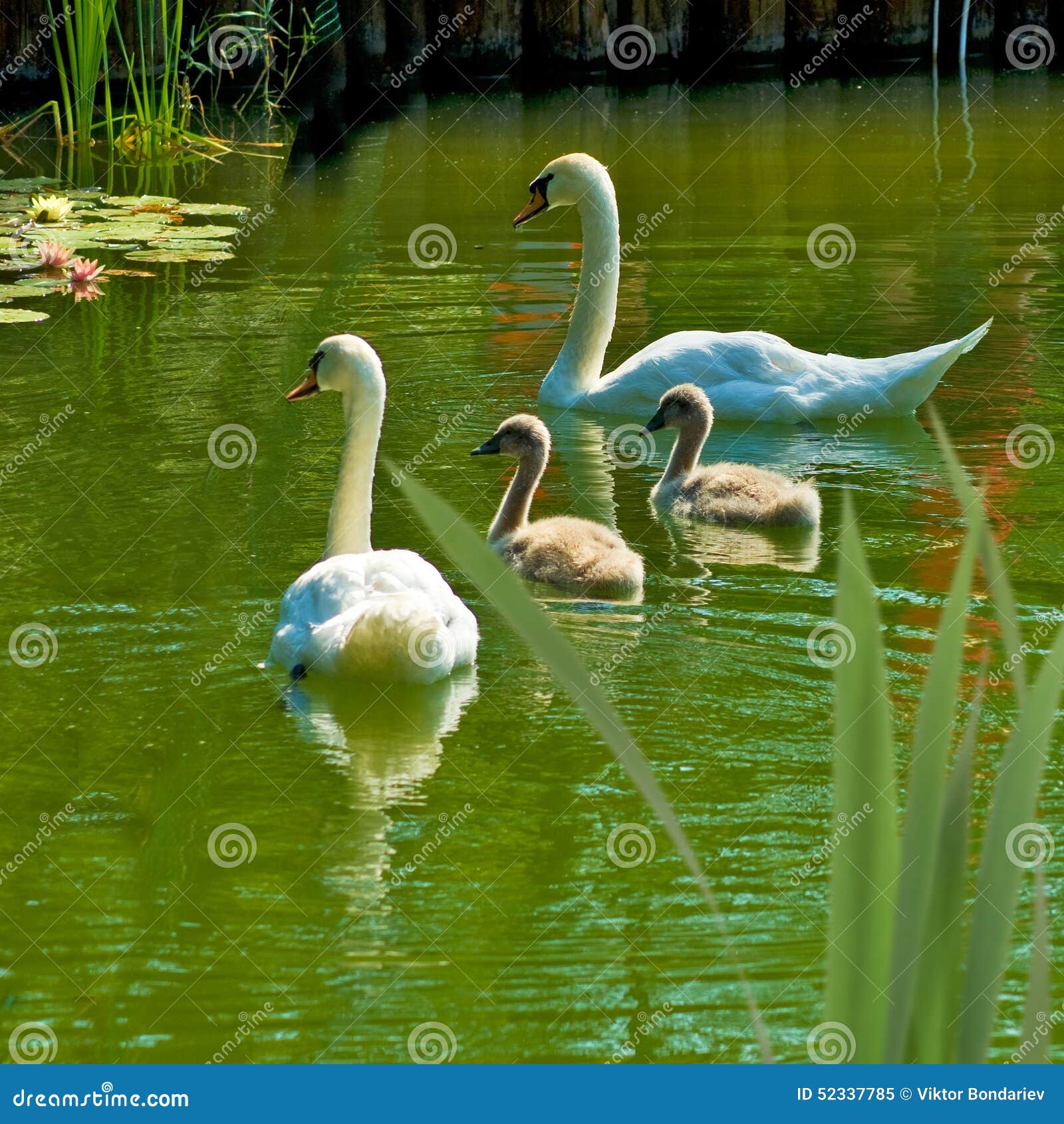 Two Swans and Their Two Chicks Closeup Stock Image - Image of peace ...
