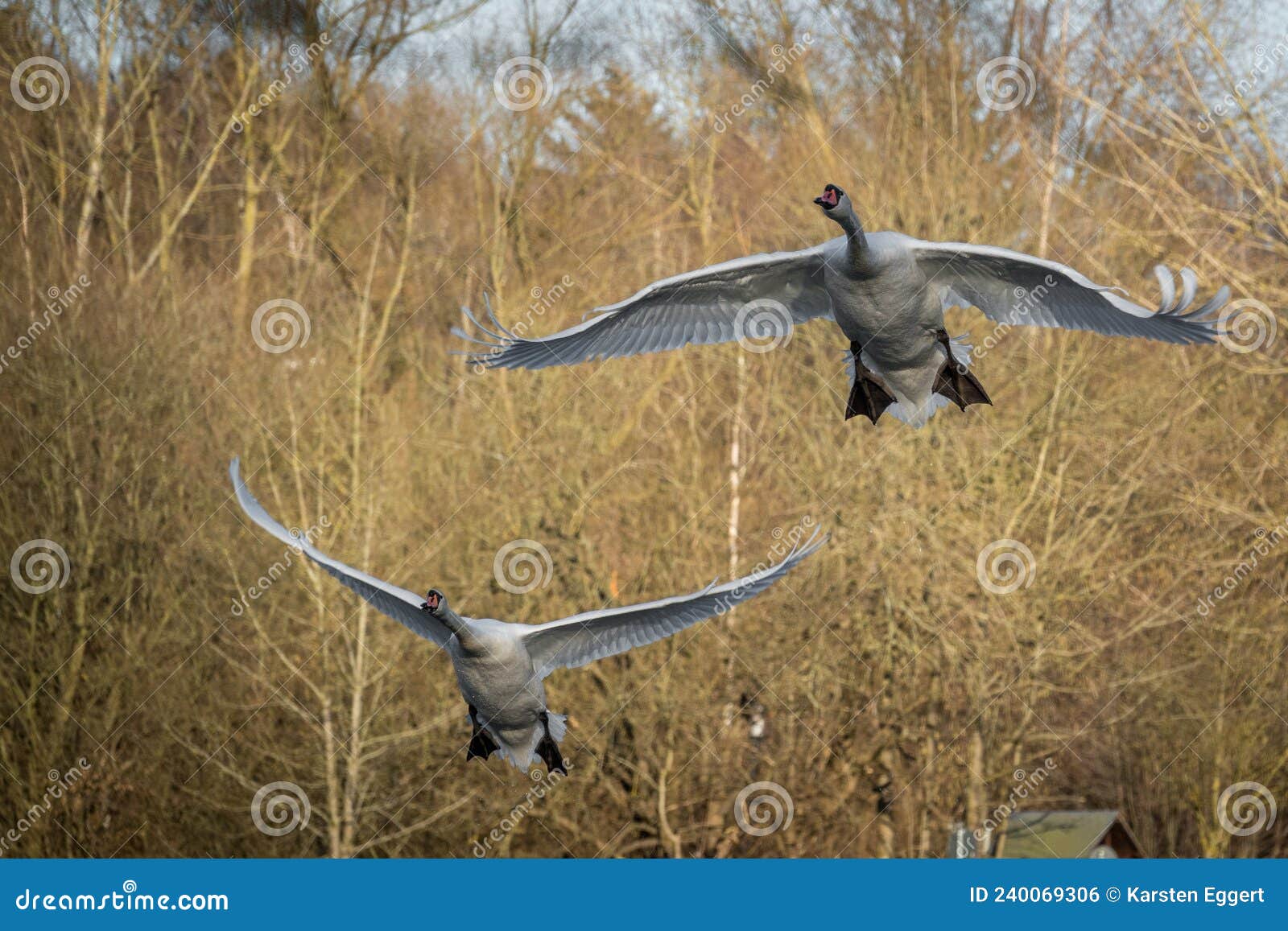 2 Swans Vigorously Beat Their Wings To Fly Stock Photo - Image of ...