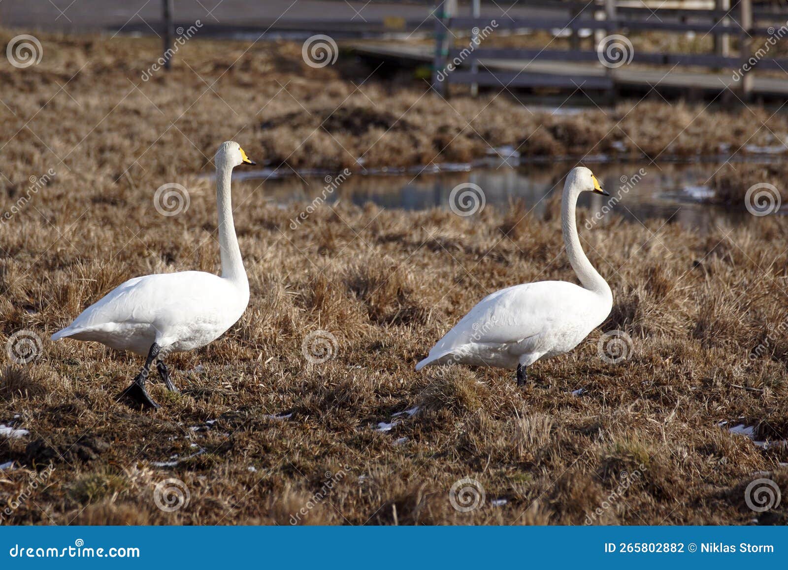 Two Swans Walking on Field during Spring Stock Photo - Image of ...