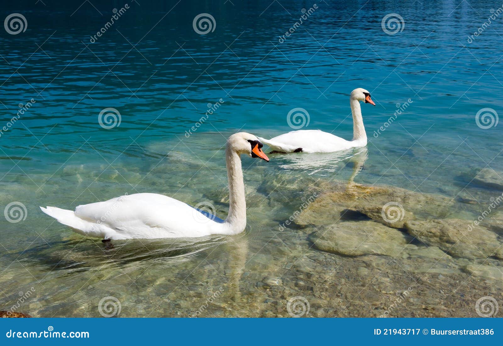 Two swans on the water stock image. Image of waterside - 21943717