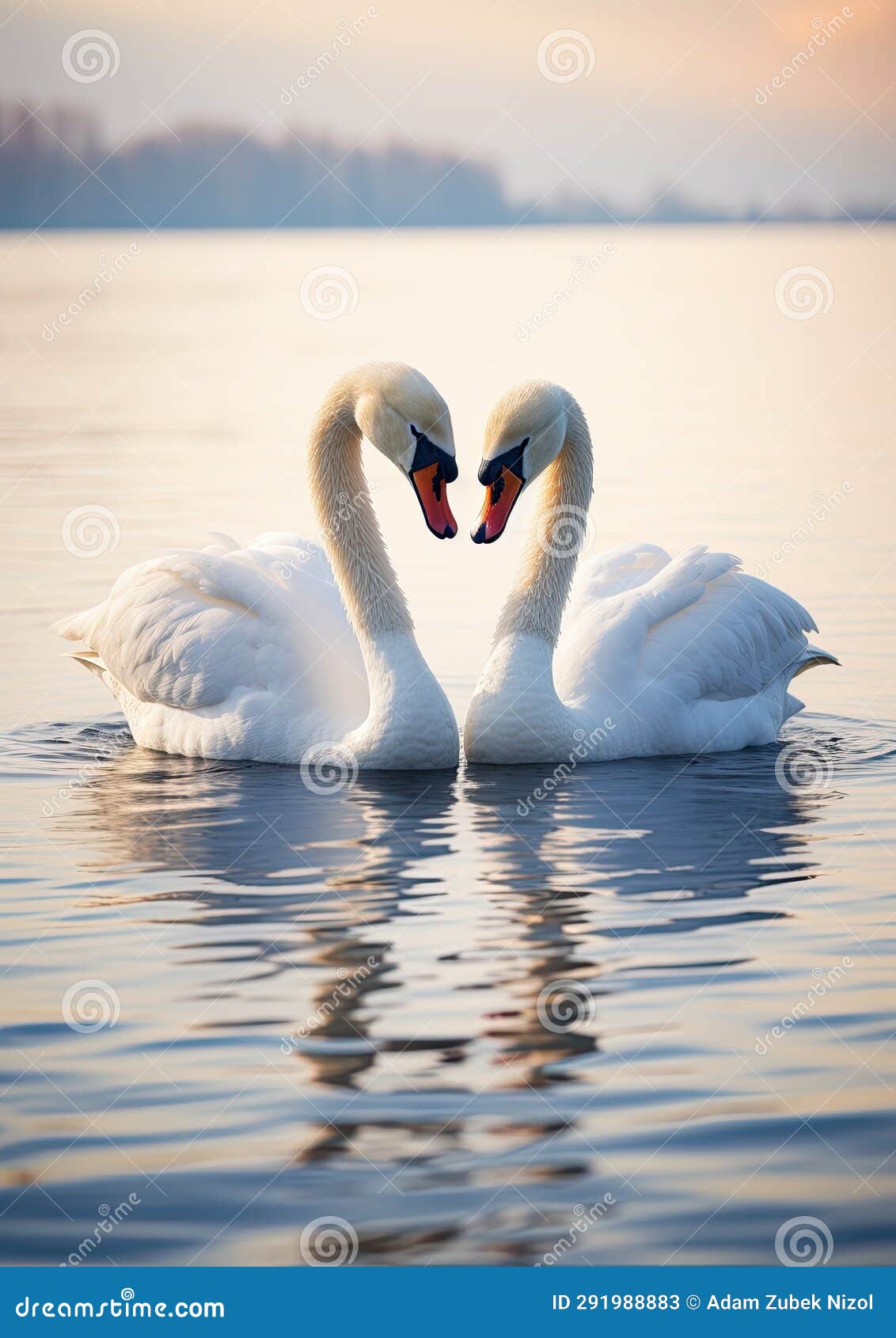 Two swans in the water stock illustration. Illustration of geese ...