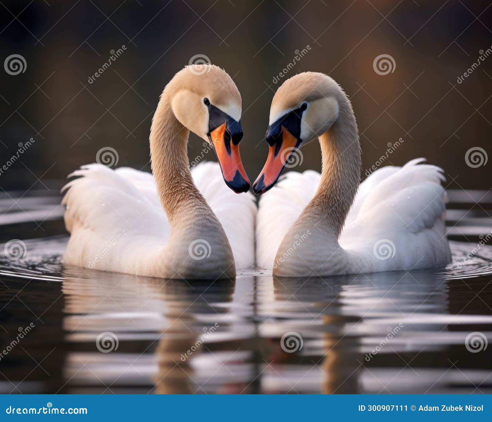 Two swans in the water stock illustration. Illustration of reflection ...