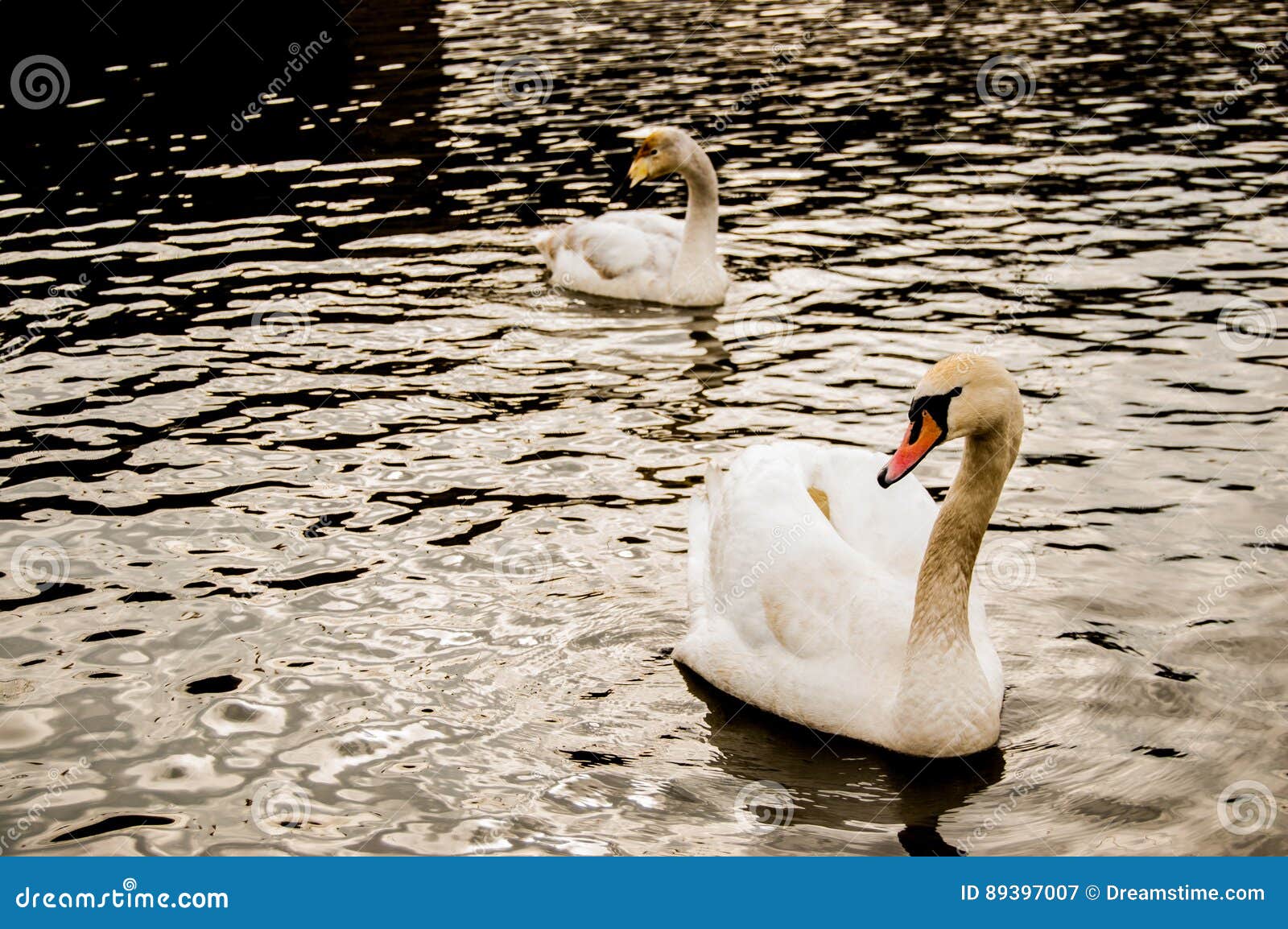 Two swans on water stock image. Image of river, beauty - 89397007