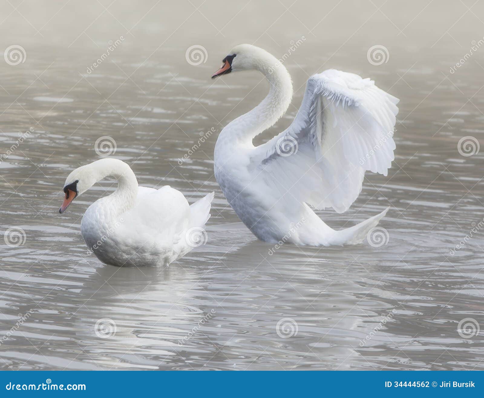 Two swans stock photo. Image of single, bird, lake, park - 34444562
