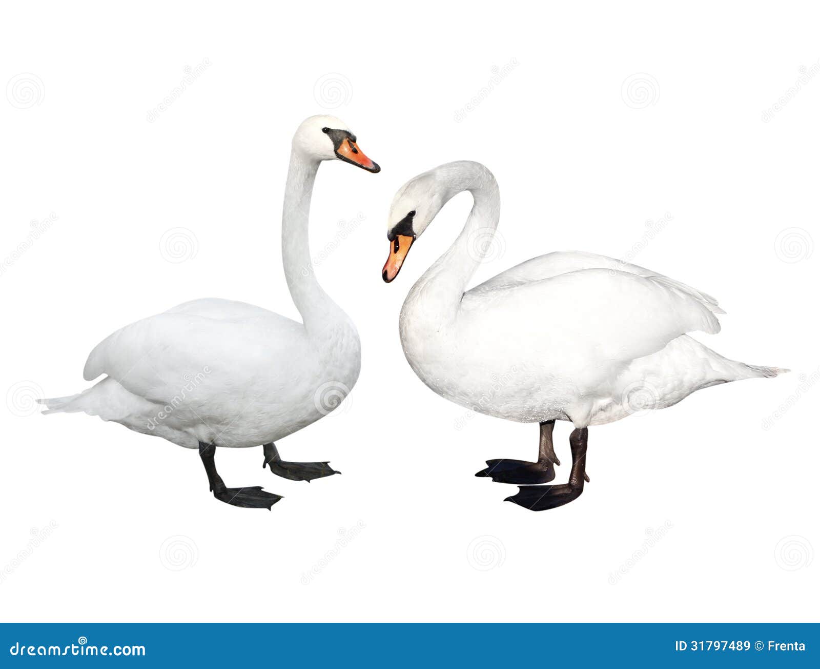 Two swans stock image. Image of swan, bird, nature, loving - 31797489