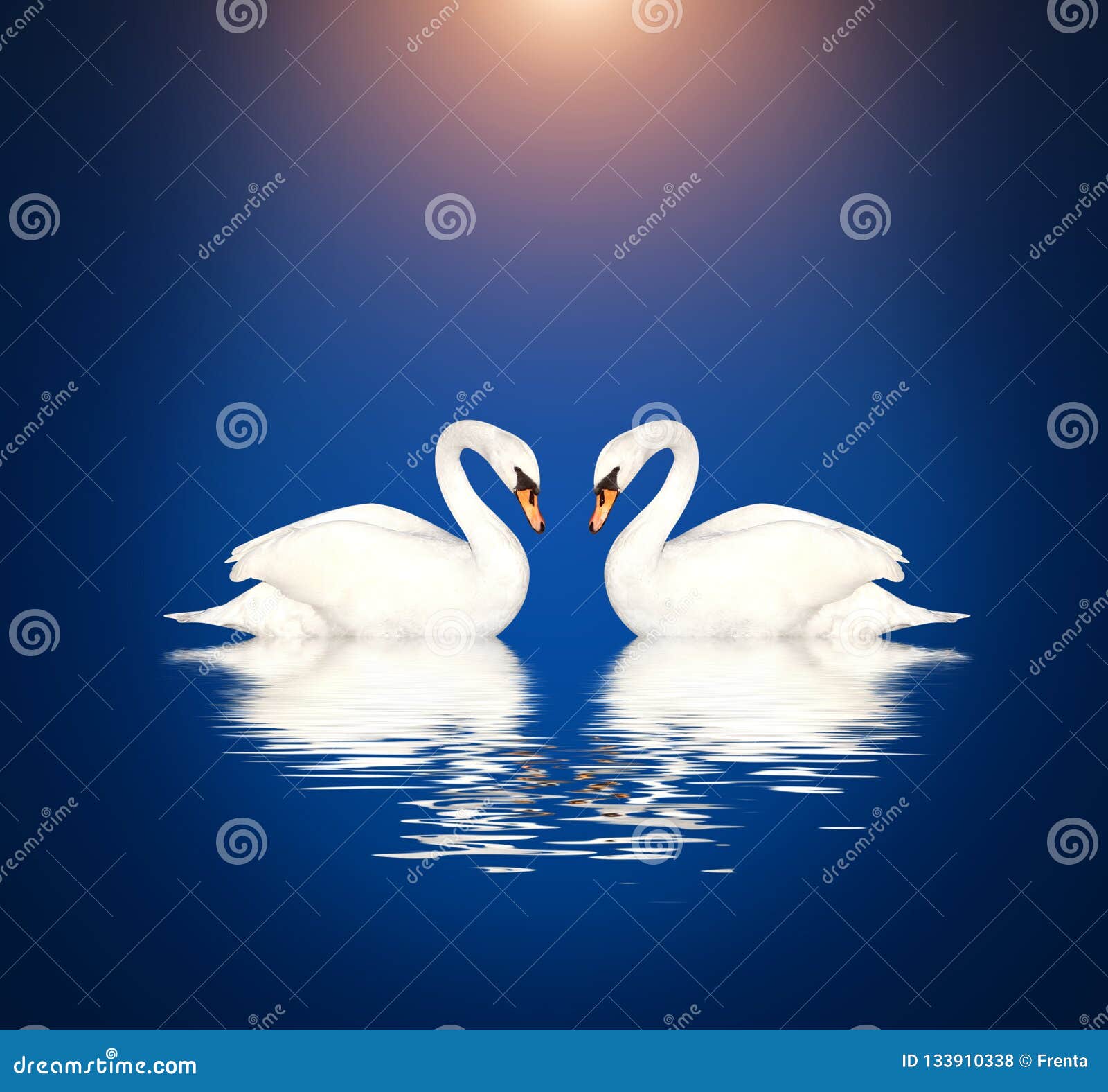Two White Swans on Blue Background Stock Photo - Image of blue, cygnus ...